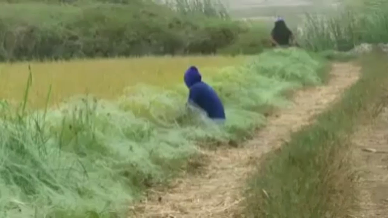 How to catch wild duck using net - YouTube