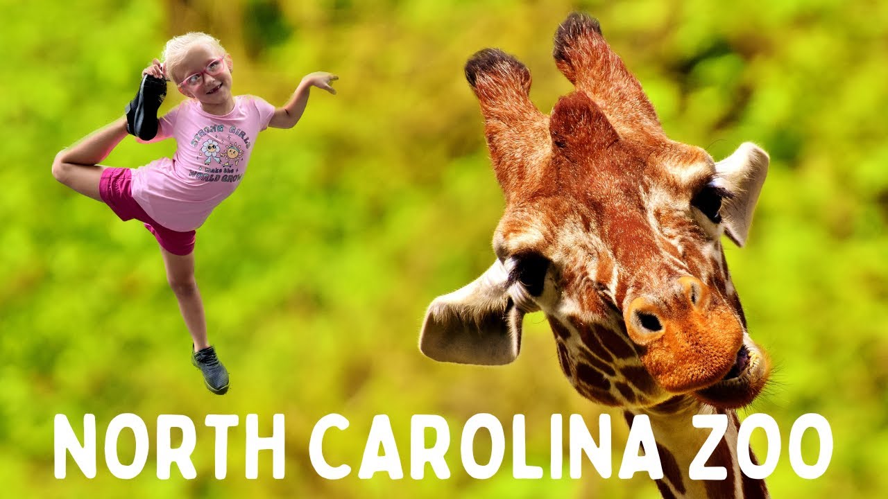 North Carolina Zoo adventure! Amazing experience seeing all the animals ...