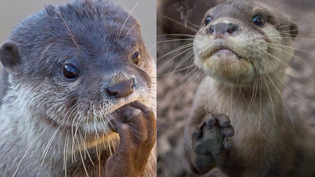 Baby Otter Met His Sisters for the First Time - YouTube