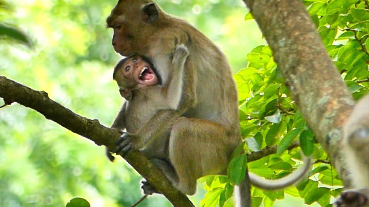 Little Monkey SANTO cries so sad on the high tree Big monkey Menda ...