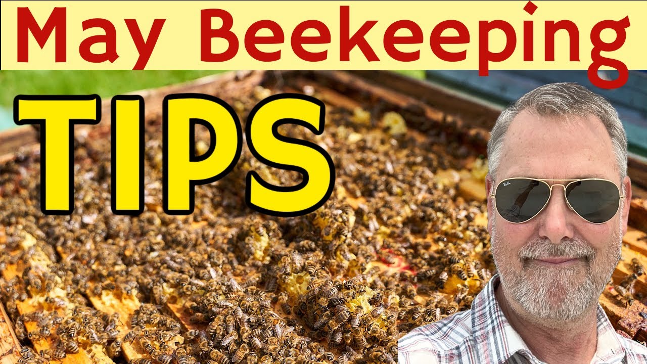 Beekeeping Tips For May - YouTube