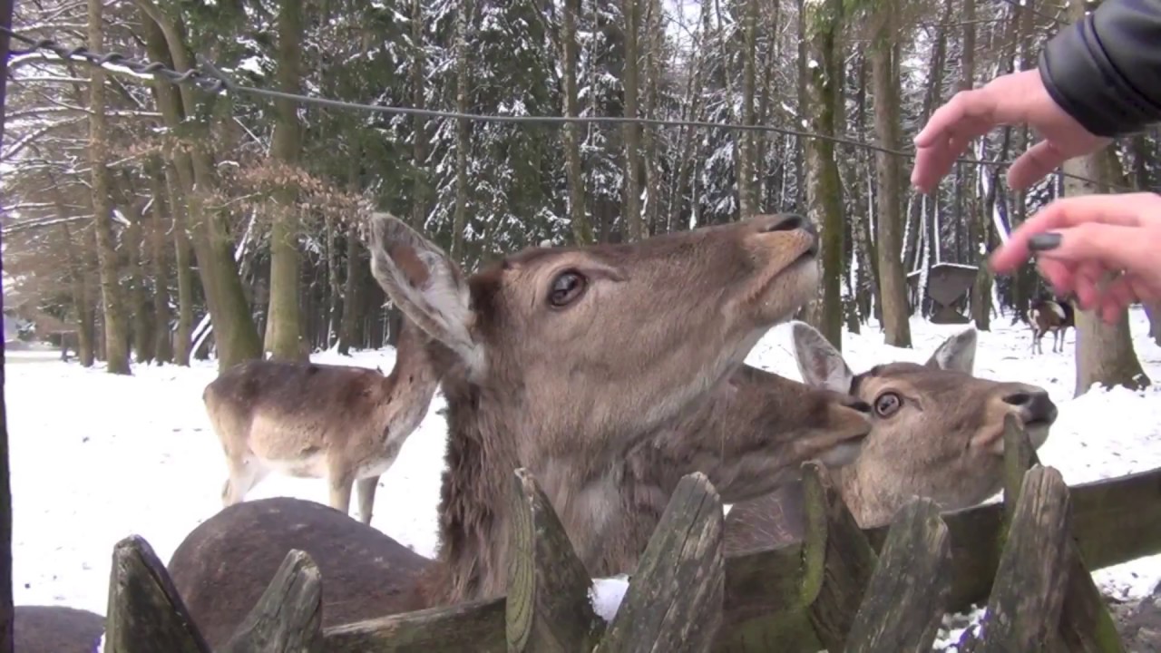 Tierpark / Wildpark Poing München Tagesausflug - YouTube
