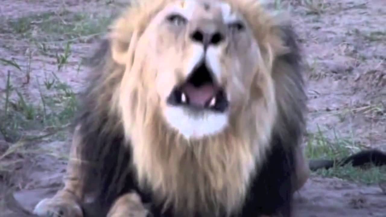 Lions (Hamster Meat enjoying the majesty of nature) - YouTube