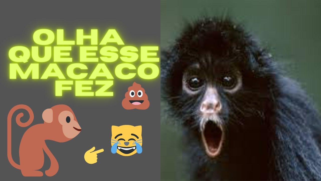 macacos engraçados, funny monkeys - YouTube