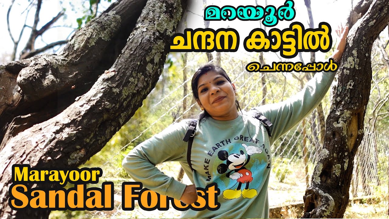 Marayoor Sandal Forest | Marayur Sandal | Munnar to Marayoor vlog ...