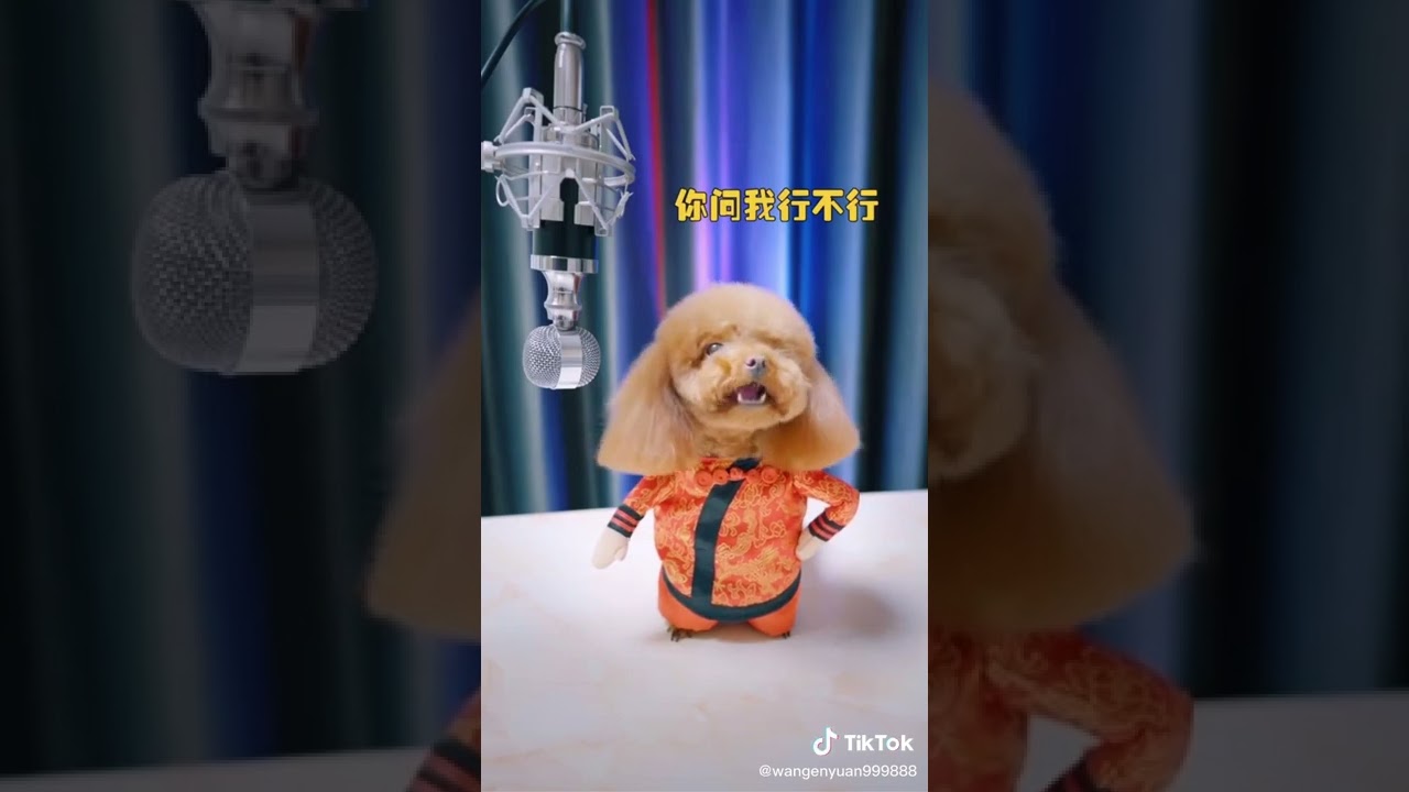 This puppy singing is too cute and funny!! 😄 - YouTube