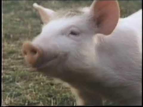 Opening to Babe 1996 Demo VHS - YouTube