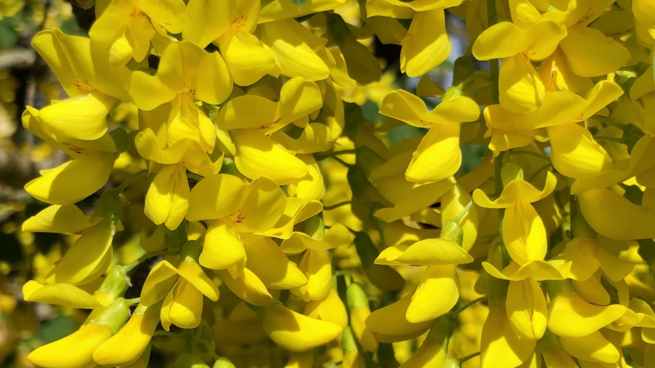 Golden Chain - flowers close up - May 2020 - YouTube