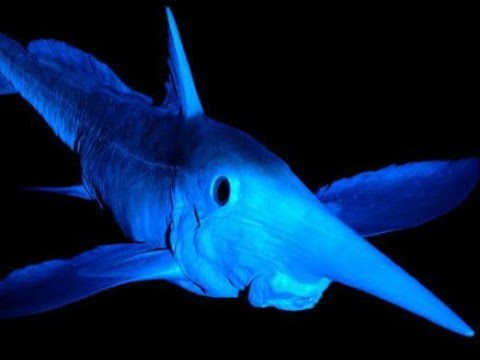 Long-Nosed Chimaera - Deepsea Oddities - YouTube