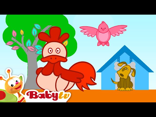 Learn Animals with Louie 🐄🐓🐖 Hide & Seek Fun! @BabyTV - Videos For Kids
