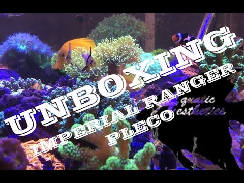 Fish Unboxing. Imperial Ranger Pleco - YouTube