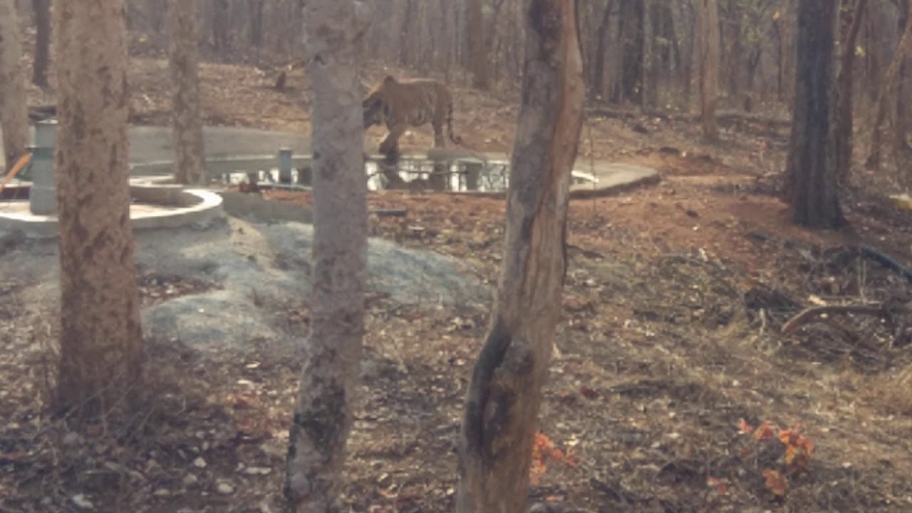 Pench Tiger reserve Turia gate - Tiger named Handsome sighting 2019 ...