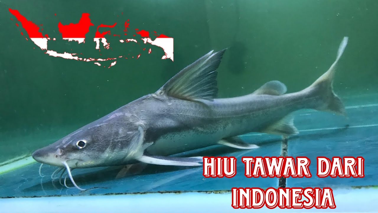 HEMIARIUS STORMII STORM CATFISH - YouTube