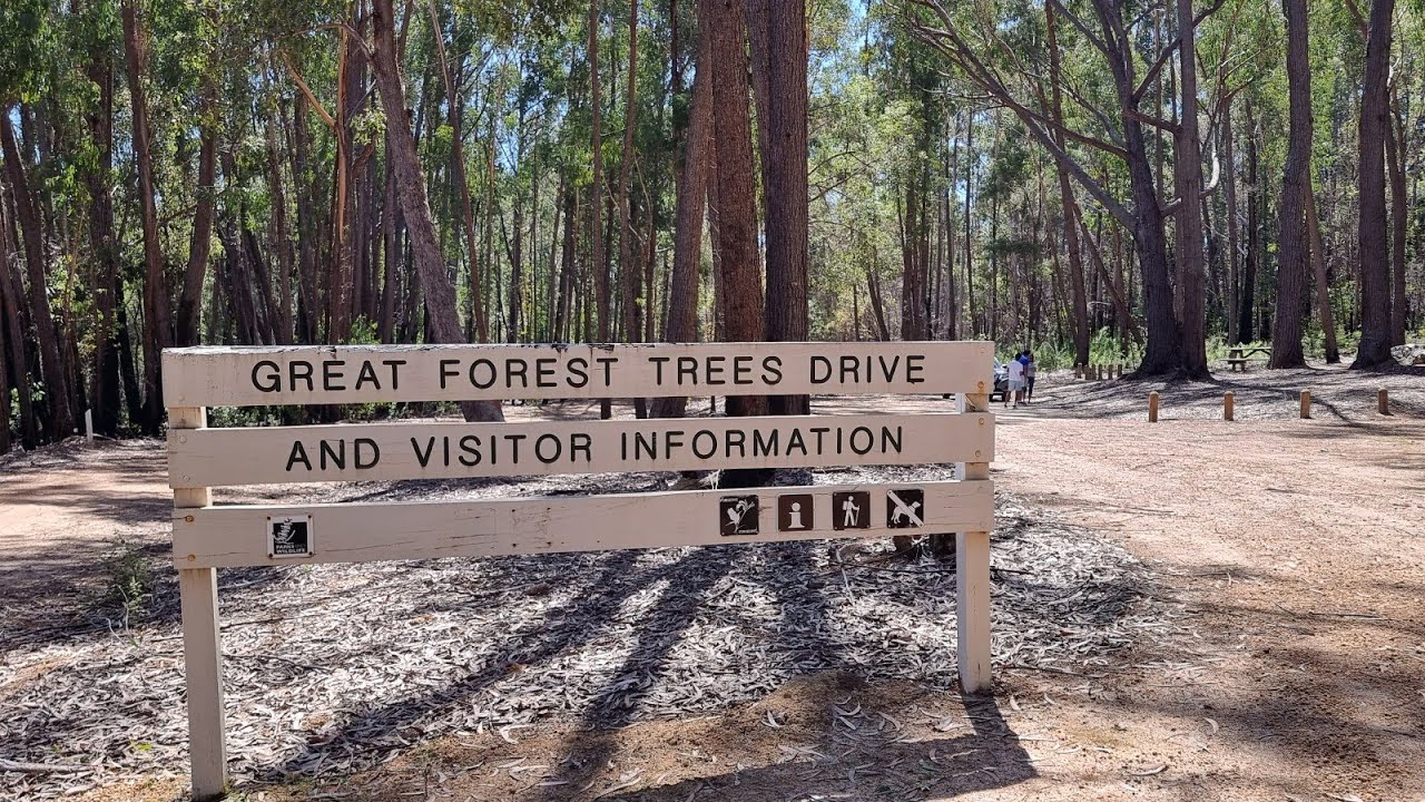 Shannon National Park [Great Forest Trees Drive] - YouTube