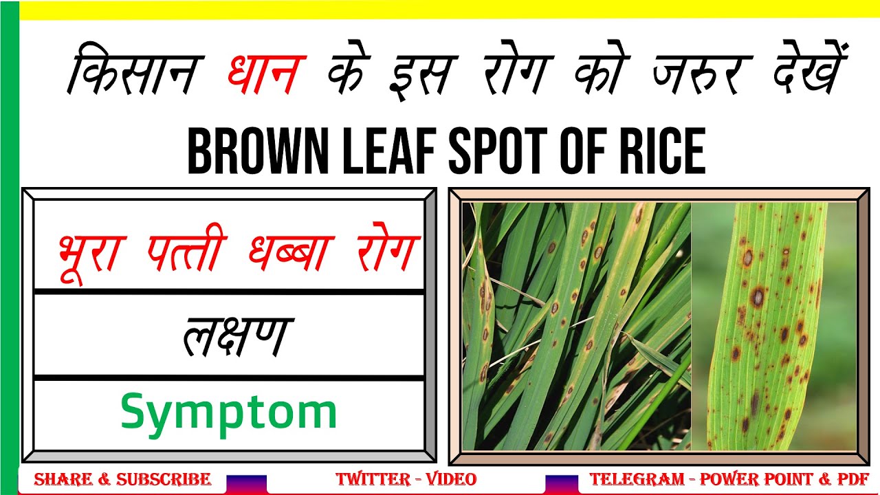 भूरा पत्ती धब्बा रोग - धान | Brown Leaf Spot Disease - Paddy | #FC09 ...