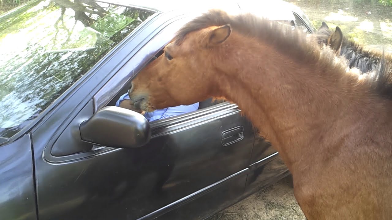 Pony kick - YouTube