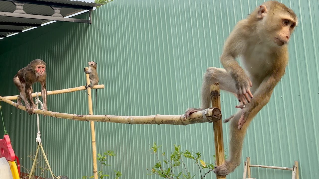 monkeys' most unique circus performance - YouTube