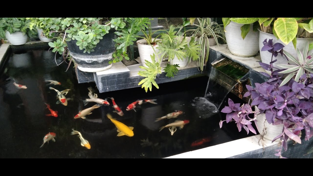 Beautiful morning view of koi pond - YouTube