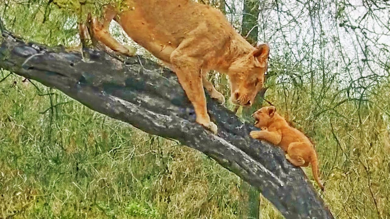 Lioness Teaches Tiny Cubs to Climb Tree - YouTube