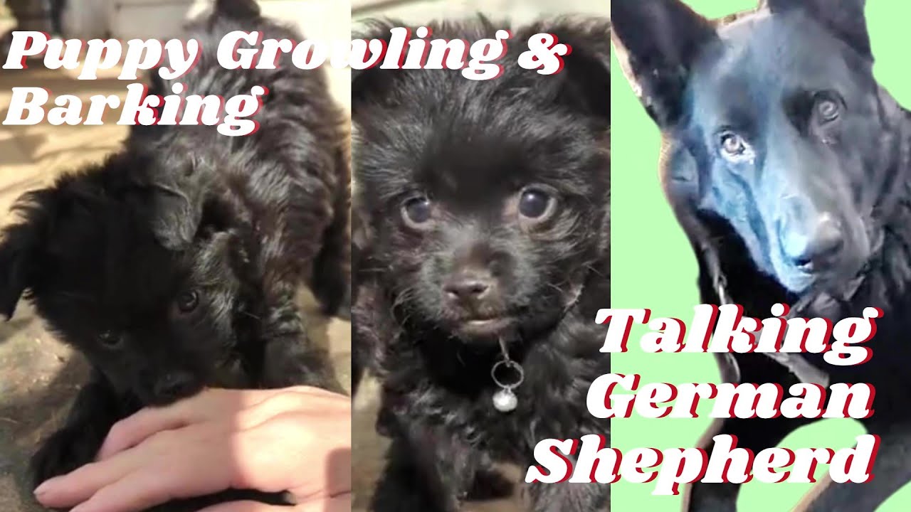Puppy Playing, Growling & Barking. Talking Dog. Puppy Playing, Growling ...
