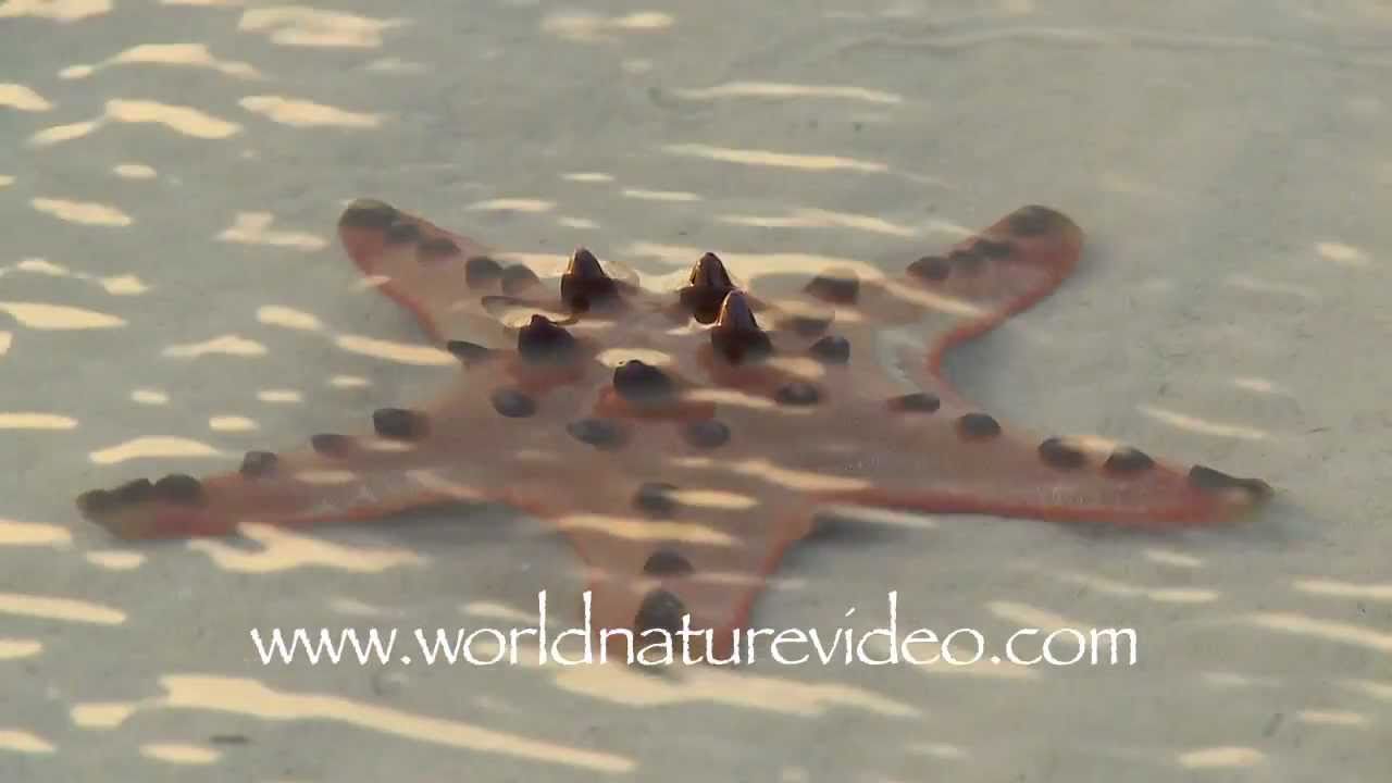 Tropical Beaches with starfish, Nature Video Stock Footage_0480 - YouTube