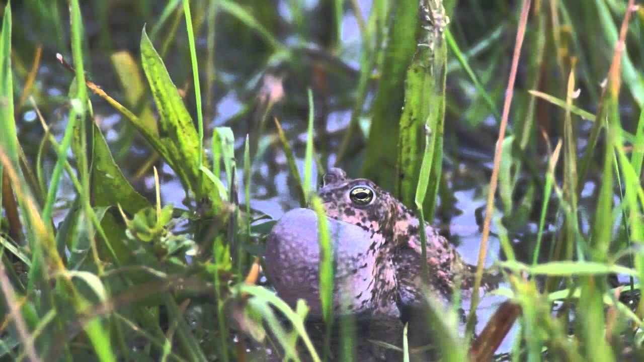 Natterjack Toads calling - YouTube