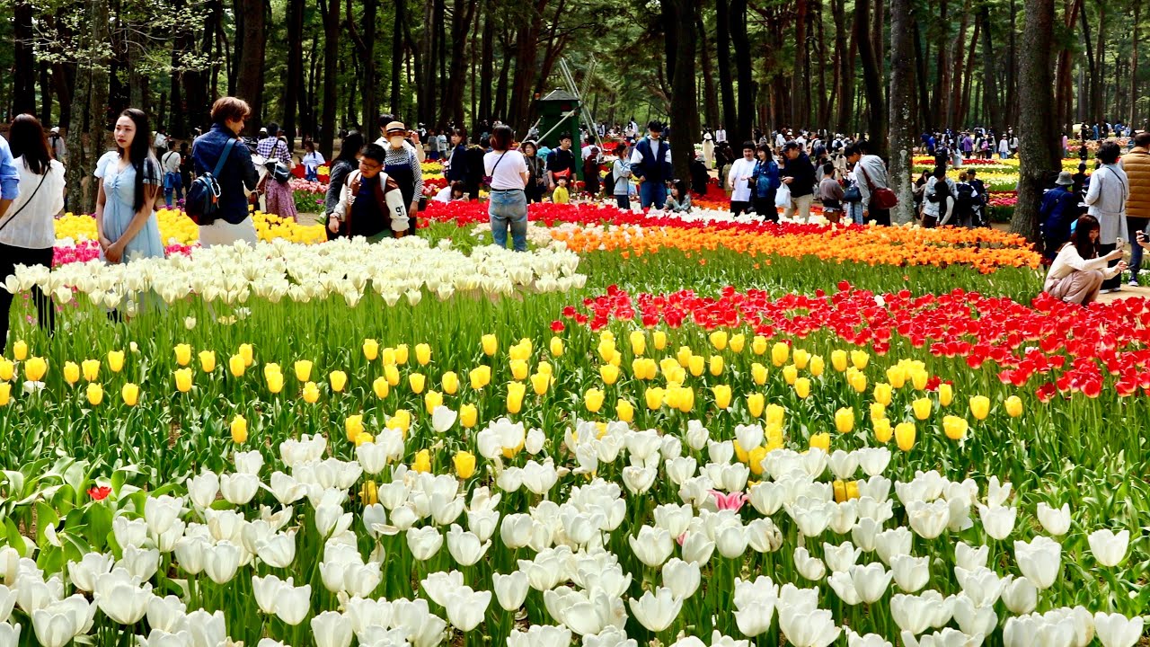 Spring in Hitachi seaside park with tulip flowers garden | Japan Walk ...