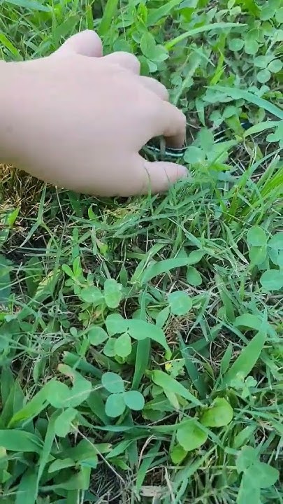 How to catch a snake - YouTube