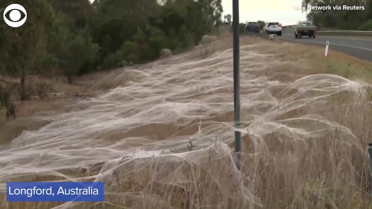 WEB EXTRA: Spiders Spin Webs On Tall Grass, Street Signs In Australia ...