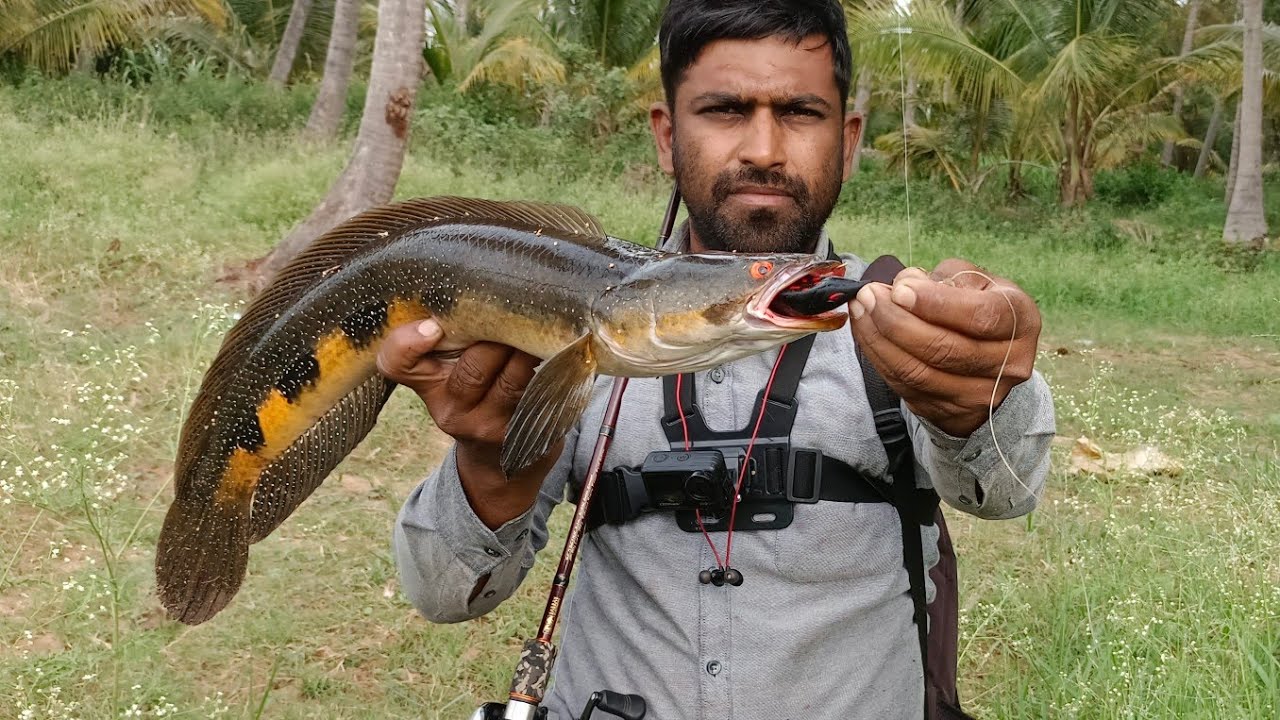 very nice spot target of big snake head #fishing #fish very big target ...