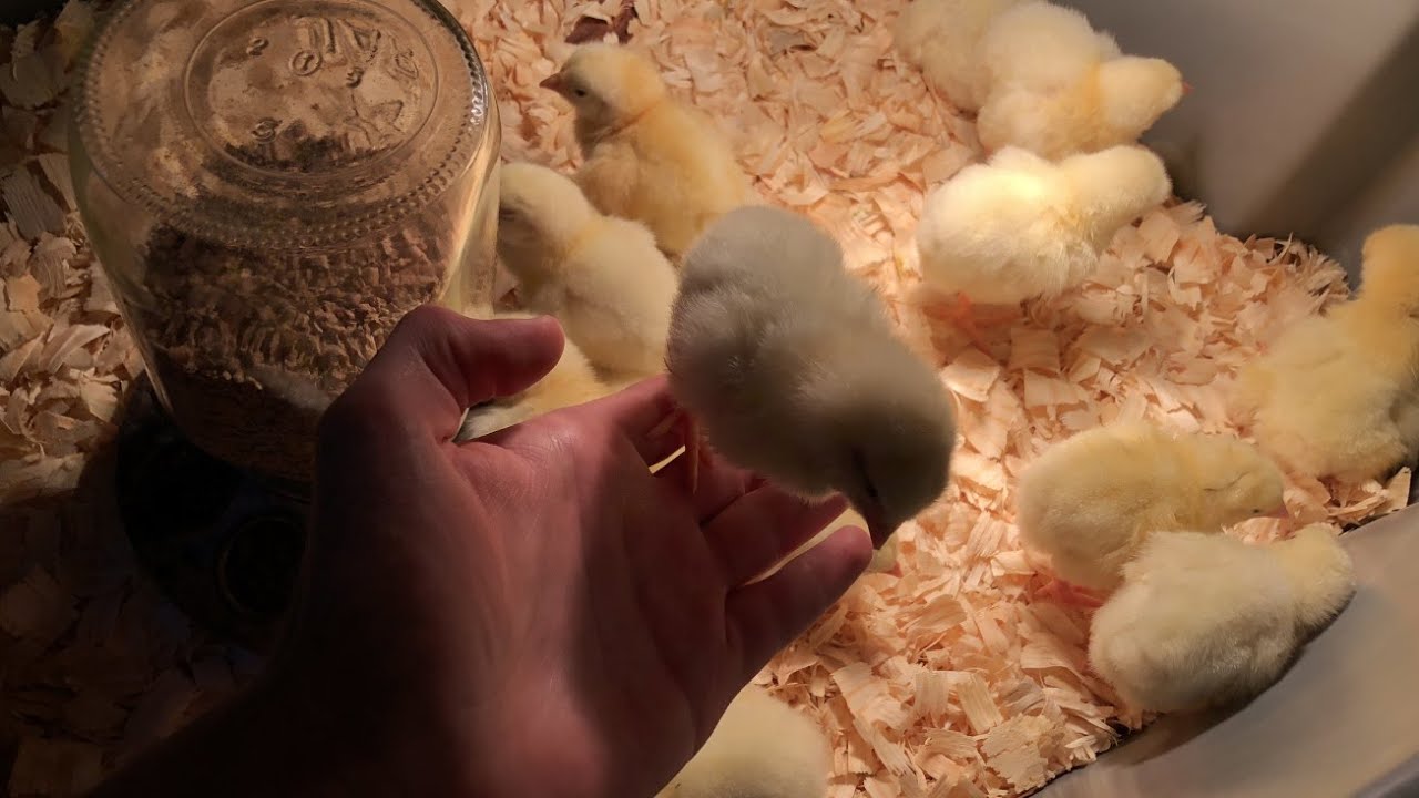 How To Set Up Baby Chicks | Educational Demonstration For The 2020 ...