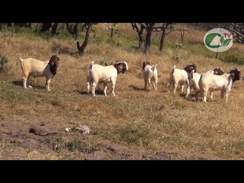 Como clasifica Mi Rancho Boer a sus chivos - YouTube