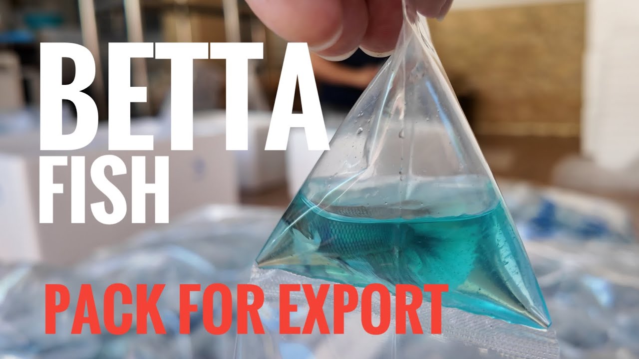 Betta fish pack for export by Thailand Exporter. - YouTube