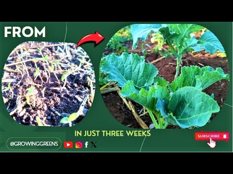 Growing Greens Sukuma wiki Series - YouTube