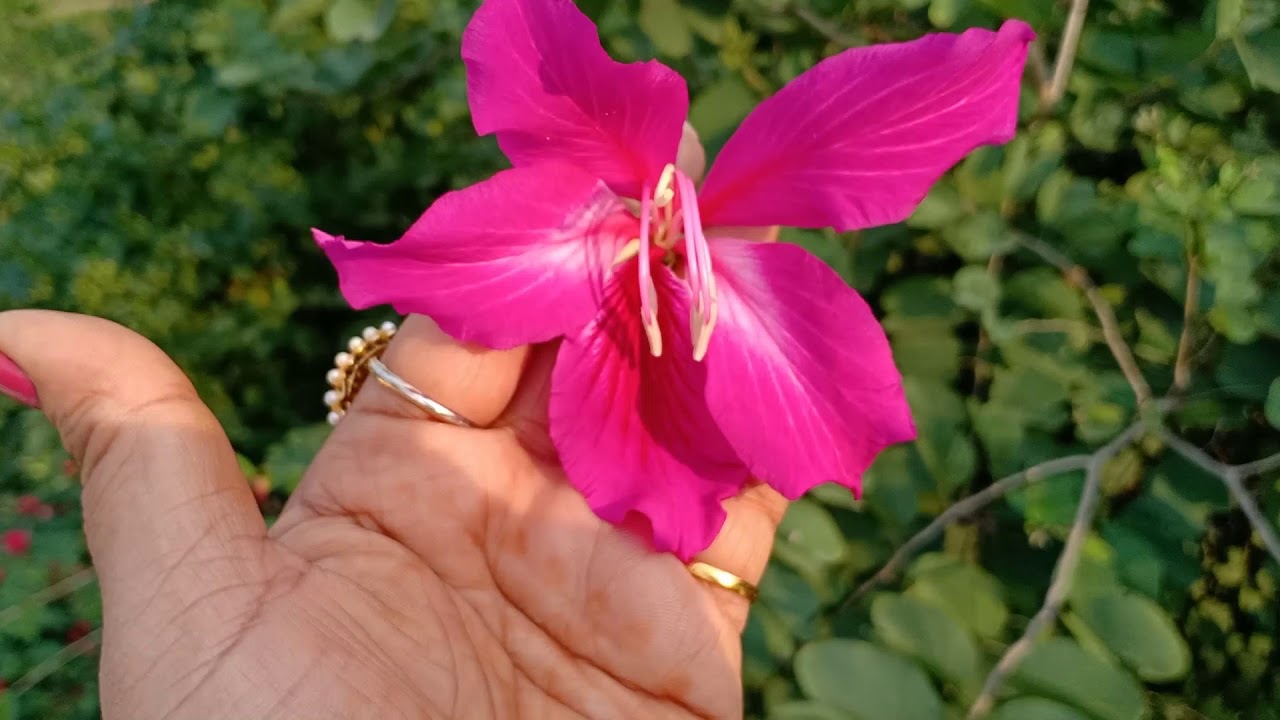 Grow your trees: Kachnar Tree - YouTube