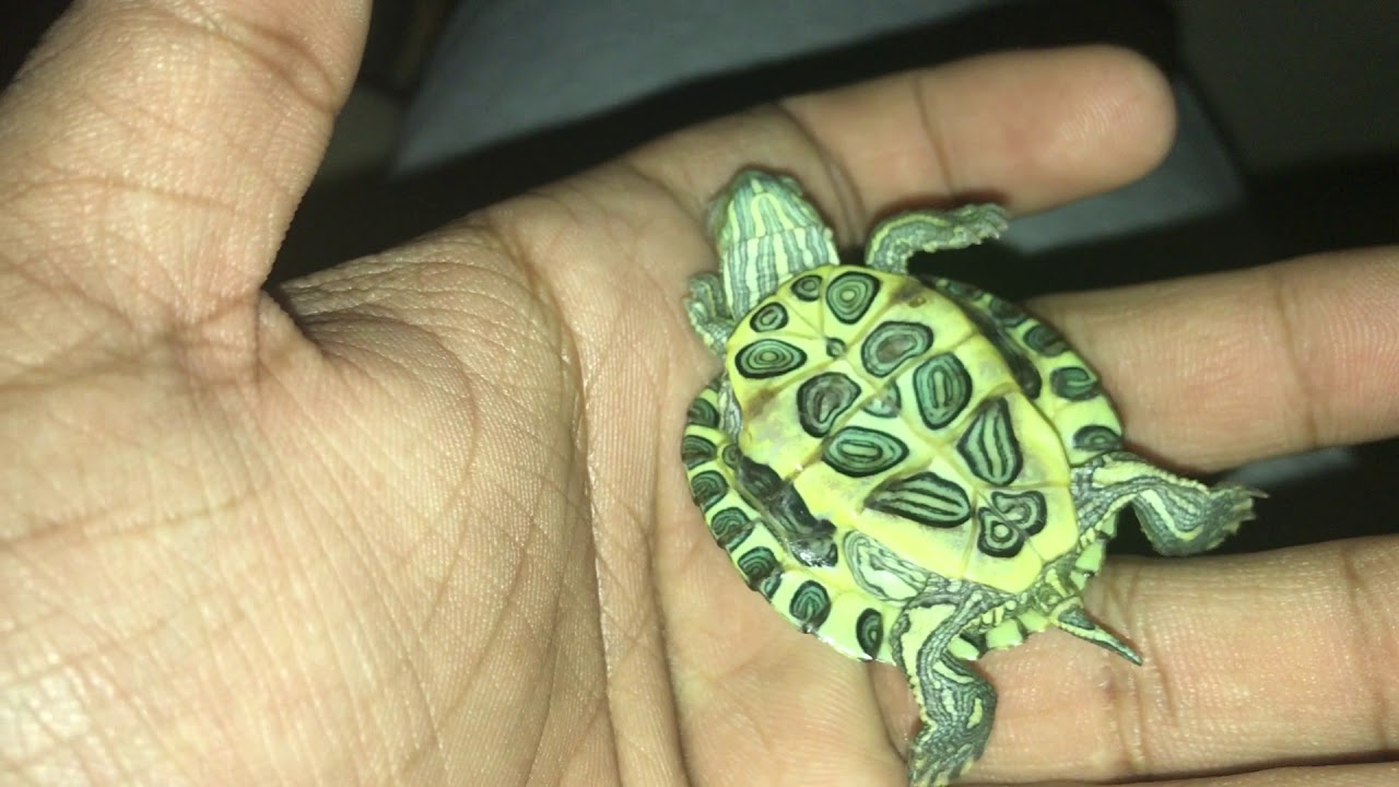 Red Ear Slider Baby Cute turtle acting Dead / Turtle Father - - YouTube