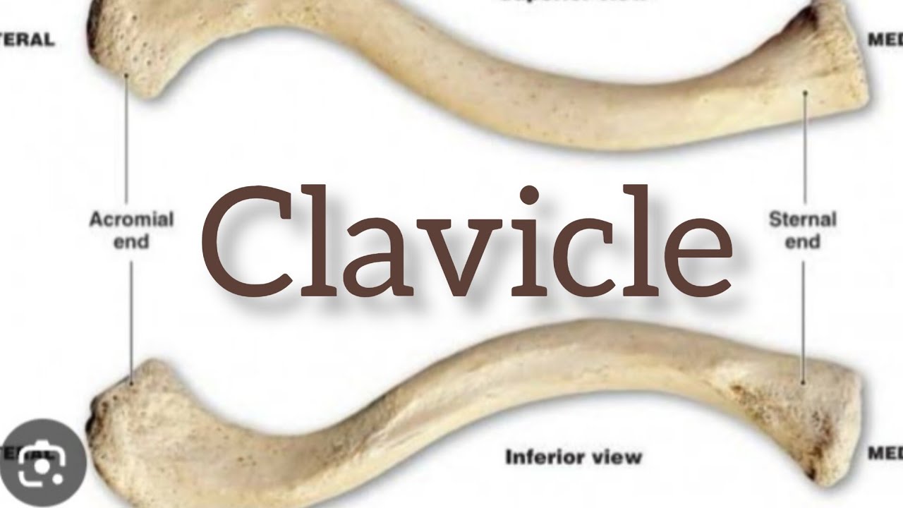 #clavicle notes #clavicle simplified notes - YouTube