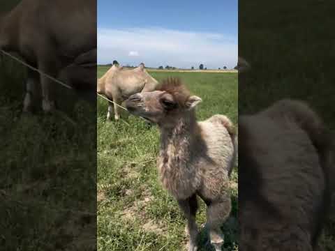 Dəvə Balasına Nə deyirlər #dəvə #ərəbdəvələri #dəvəəti #heyvanlarailəmi