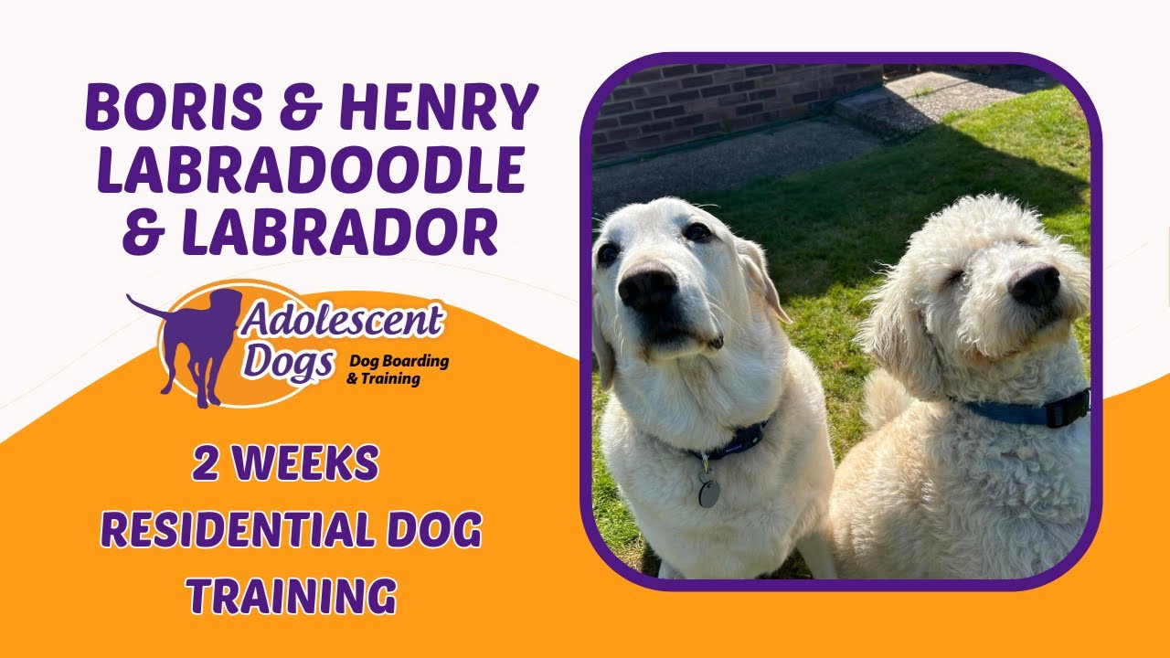 Boris and Henry the Labradoodle & Labrador - 2 Weeks Residential Dog ...