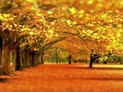 JUDA TASIRLI SHER                                                       \