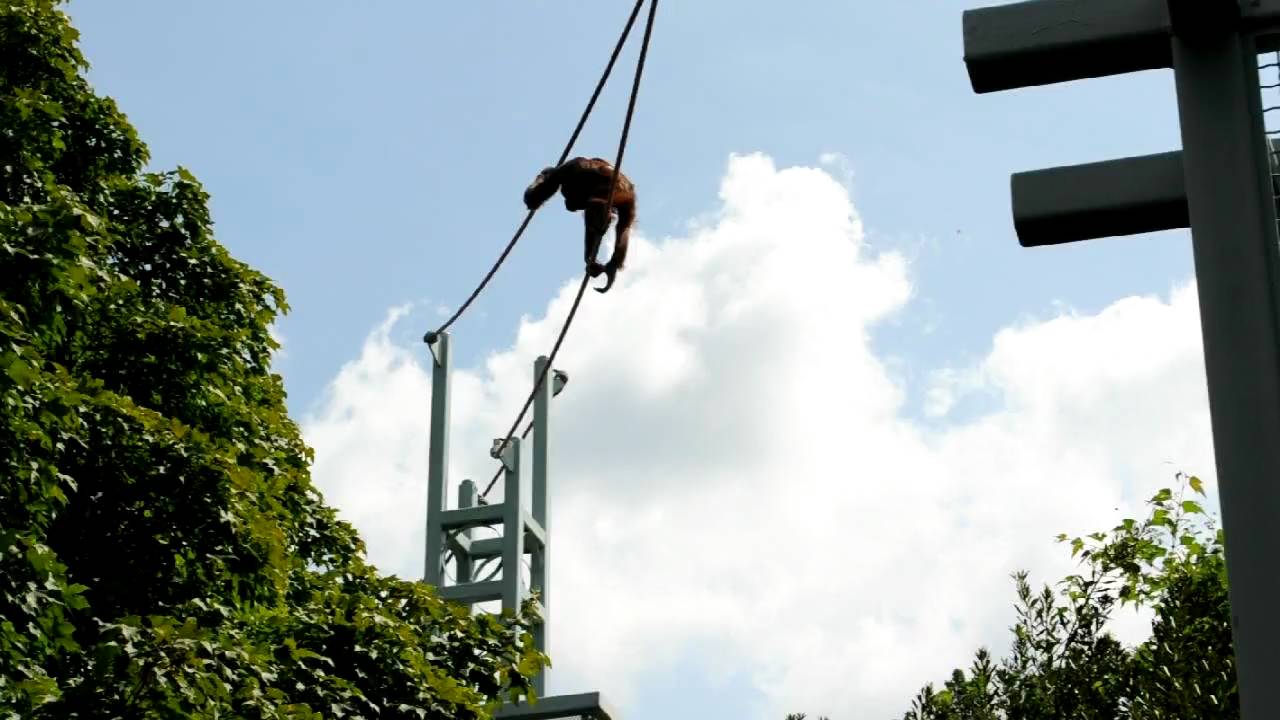 Monkey on Power Line!?? - YouTube