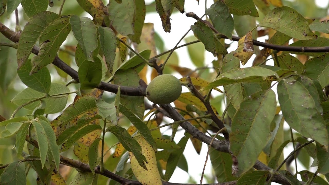 BUJKU-Në 20 ha.me arrë,pronë e vëllezërve Kryeziu nga Mleqani, 50% më ...