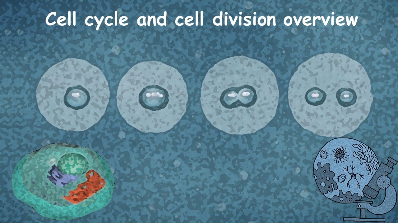Cell cycle and cell division overview - YouTube