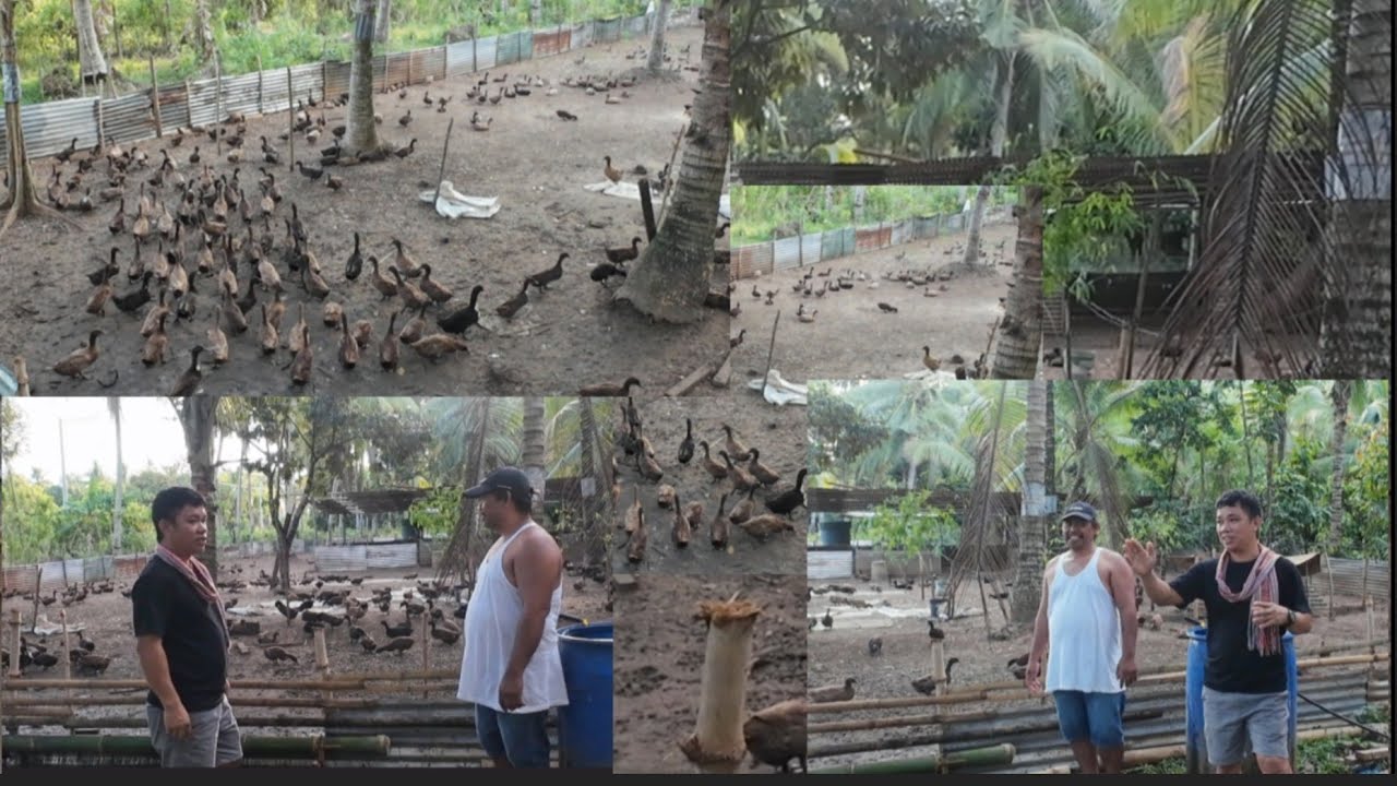 ANONG ADVANTAGE SA DUCK FARM NA ITO? SIMI FREE RANGE FULLY GROUND SETUP ...