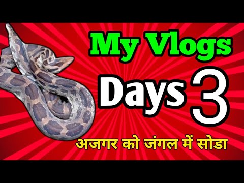 MY Vlogs Days 3 //अजगर को जंगल में सोडा!!Indian Rock Python//Rescue//#vlog #vlogs #vlogvideo# ...
