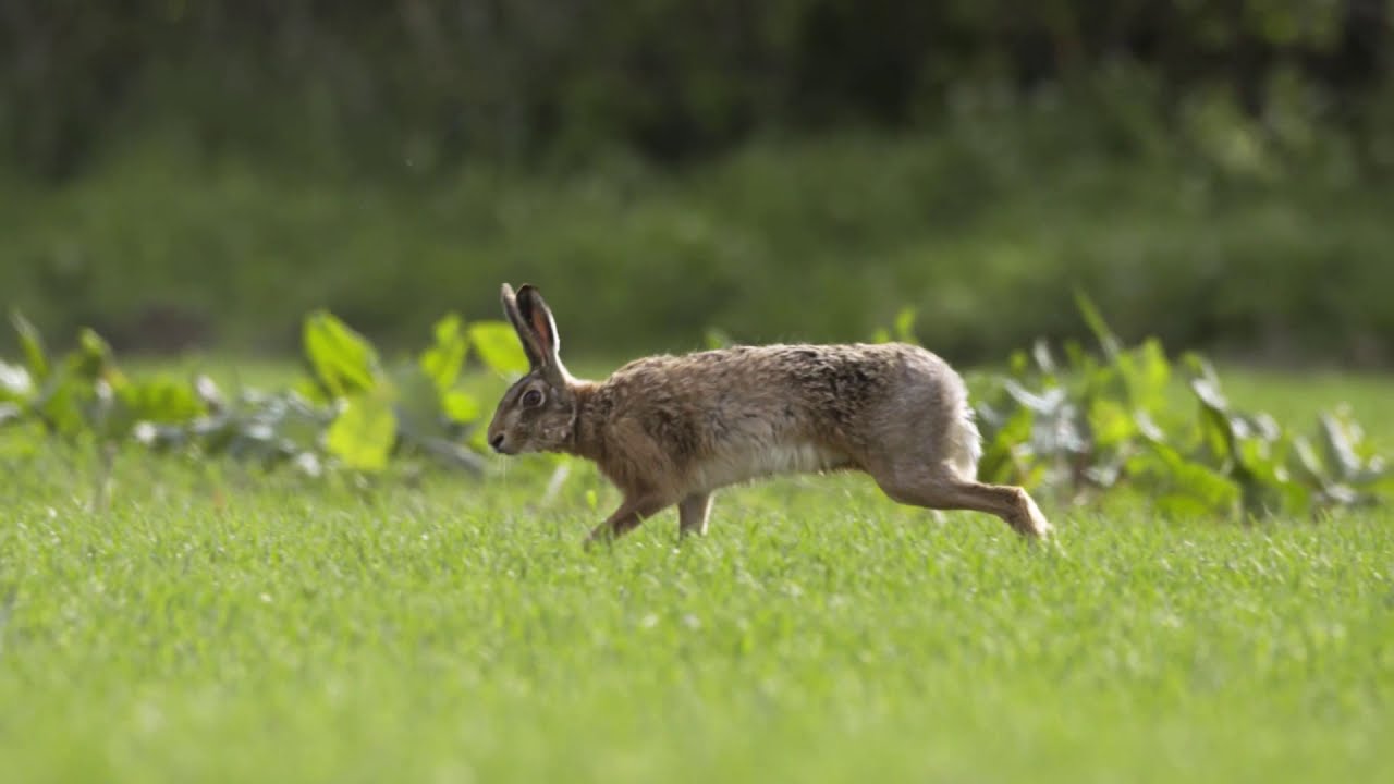 Hare Running in Slow Motion - YouTube