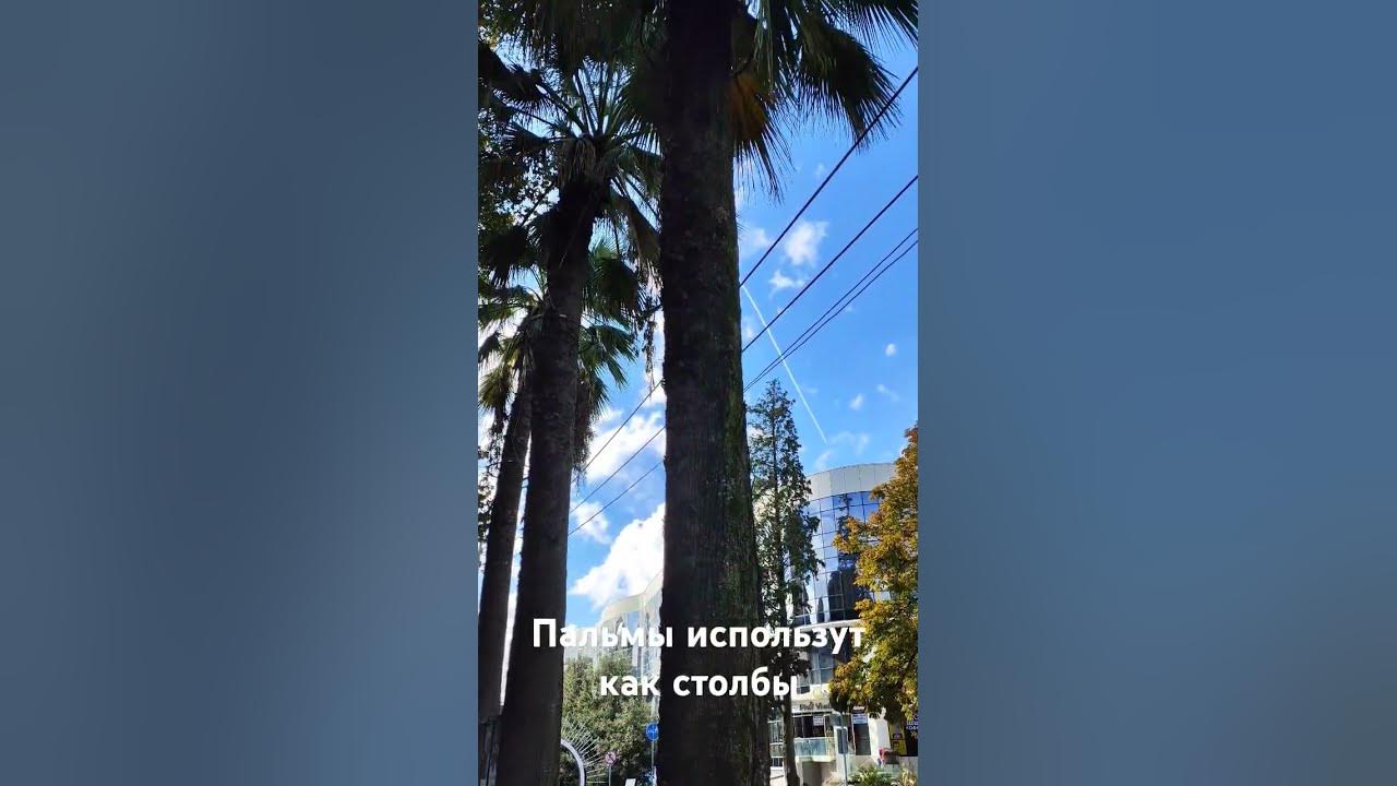 Пальмы в Сочи используют как столбы - YouTube