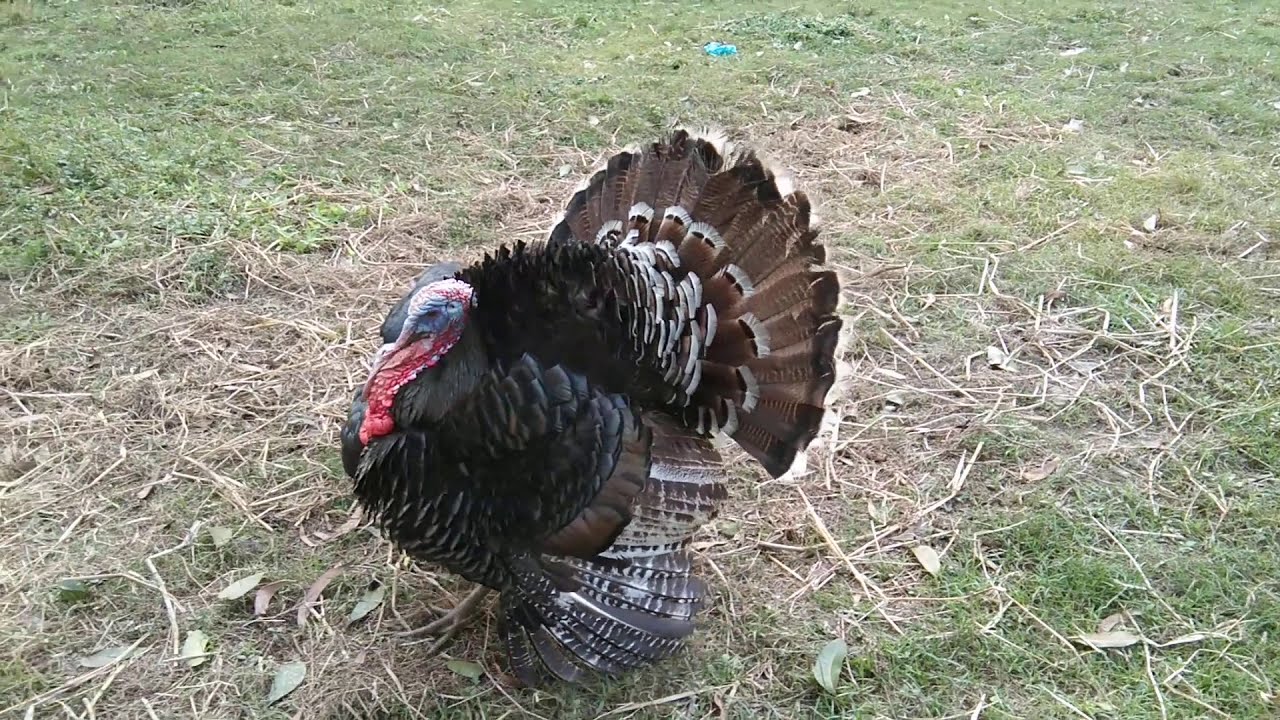 Beautiful Turkey Bird ~Tarki Murgi Palon ~ Nice Pet Turkey Animal - YouTube