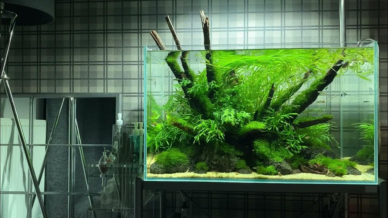 ADA 75p Nature Aquarium. @ady_myers_aqua (instagram) - YouTube