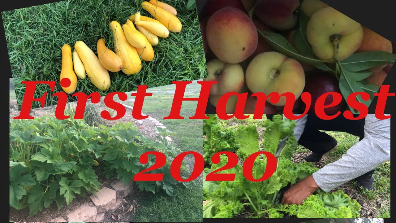 Harvesting my first crop 2020 - YouTube